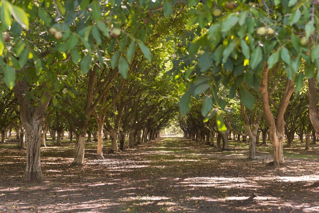 California Walnut Harvest in Beautiful Photos